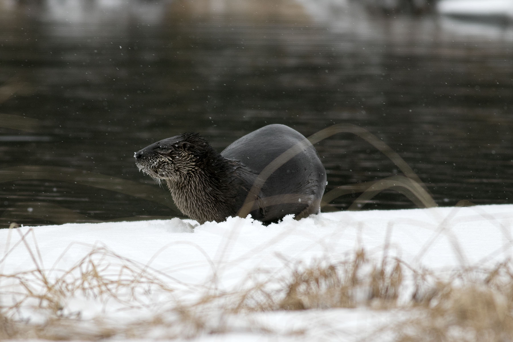 Ann Brokelman Photography in the Wild: Otters playing in the snow.