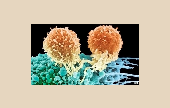 Leukosit : Pengertian, Struktur, Fungsi, Macam Jenis - cekrisna