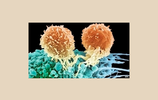 Leukosit : Pengertian, Struktur, Fungsi, Macam Jenis - Jegeristik