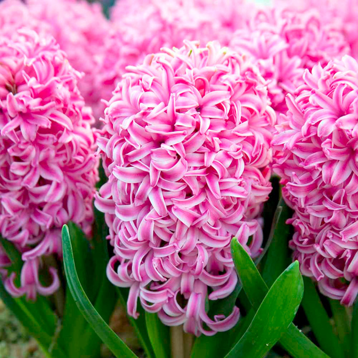 Flowers: Hyacinth