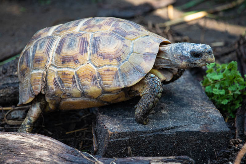 Hingeback Tortoise Central: Western Hingeback, Kinixys nogueyi