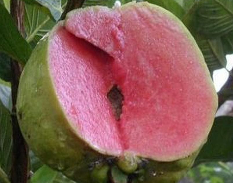 Koleksi Bibit Tanaman Jambu Biji