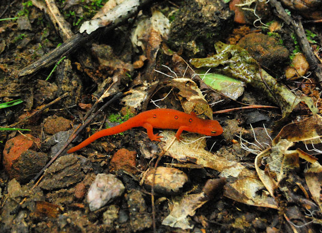 Blue Ridge Foothills & Lakes Virginia Master Naturalists: Run Newt Run!