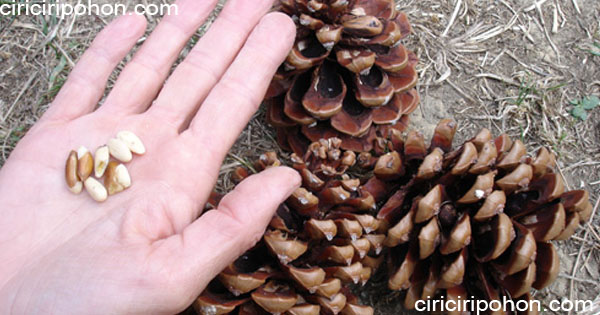 Menanam Pohon Pinus dari Biji, Bisakah? Begini Tipsnya! - Ciriciripohon.com