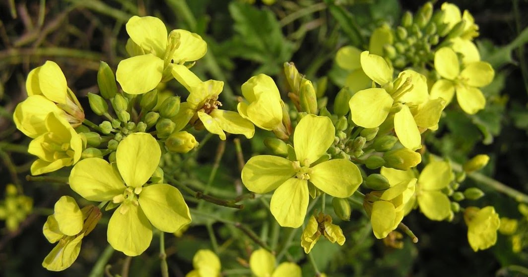 Plantas crucíferas: 20 ejemplos - Biología