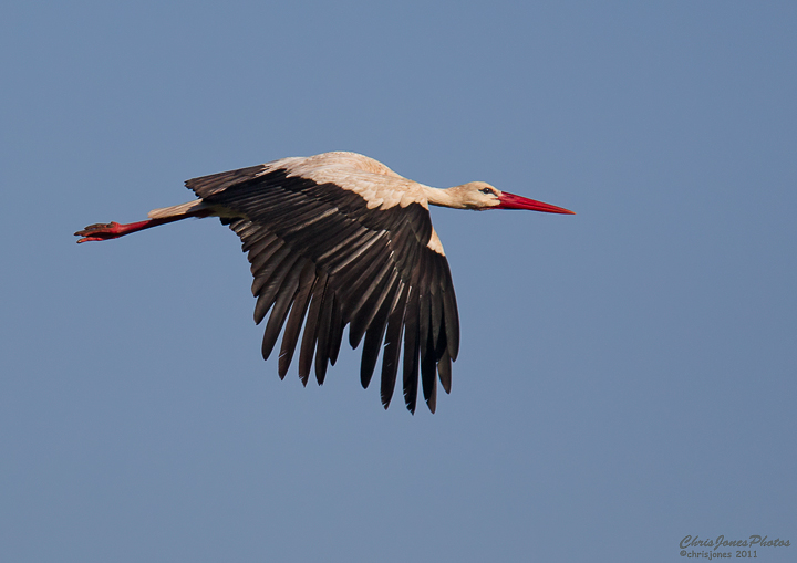 Chris' Birding: Spanish Birding – White Stork – 9th May 2011