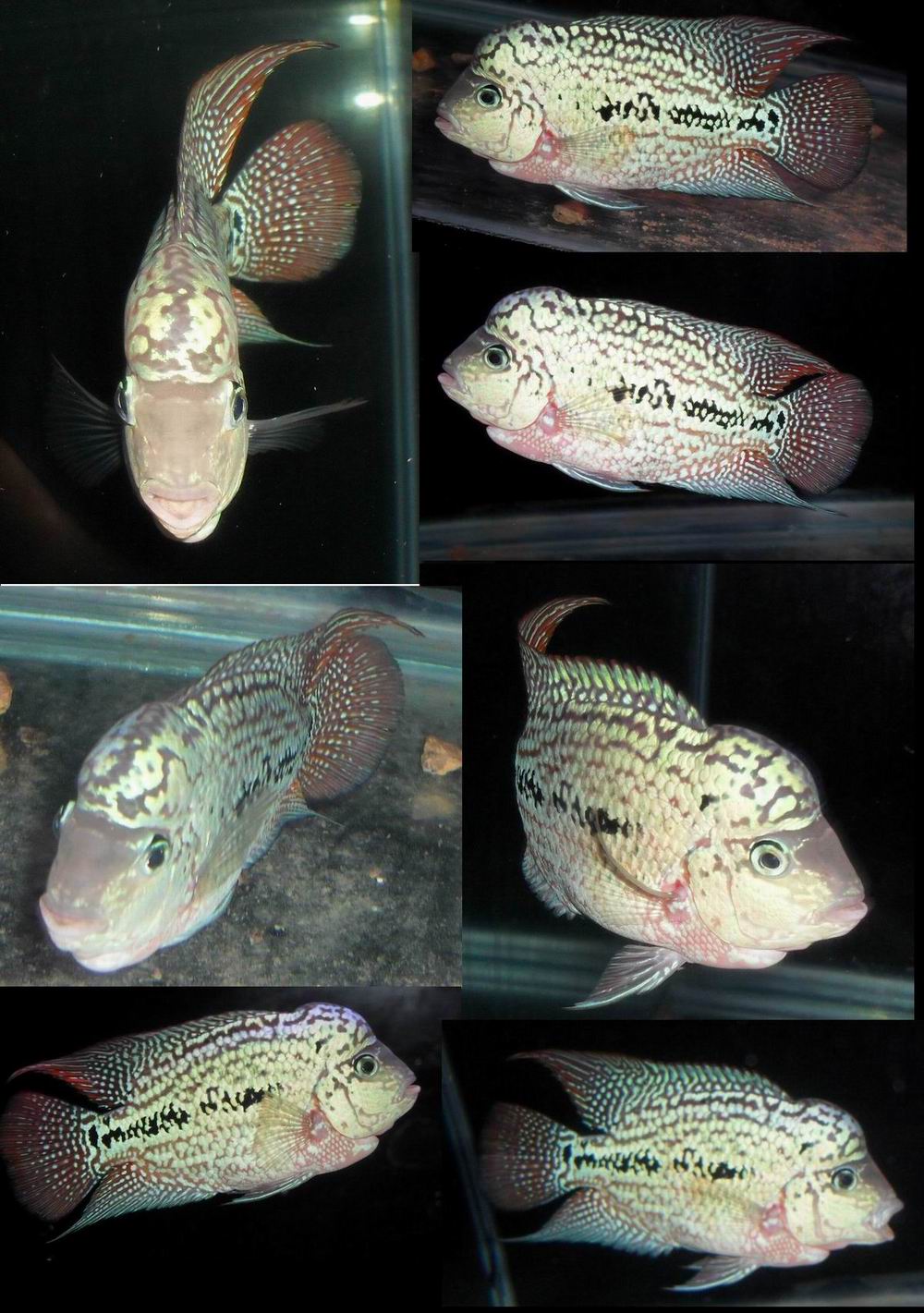 Flowerhorn The Hybrid Cichlids: King Kamfa X5 - nutty