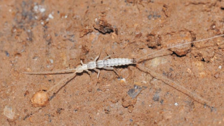 Hallan un animal troglodita de género totalmente desconocido