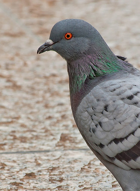 Mis amigas las palomas: Fotos paloma bravía (columba livia, paloma ...