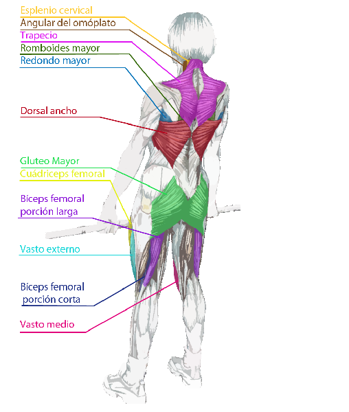 EJERCICIOS MULTIARTICULARES, BENEFICIOS Y EJEMPLOS. ~ VOLUNTAD FITNESS