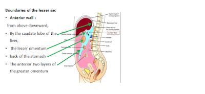 easyhumanatomy: Summary of lesser sac : lecture note