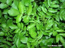 Orto per tutti: ORTO IN APPARTAMENTO