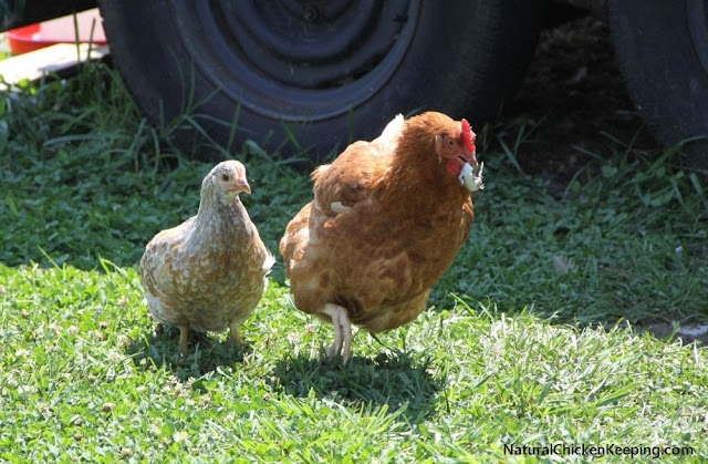 peet chicken: How to Eat a Lizard