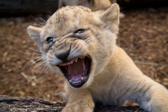 White Wolf 10 Lion Cubs Trying To Look Fierce But Just Being Adorable