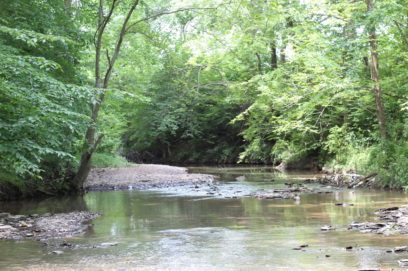 5 Reasons you Should take your Kids to a Creek