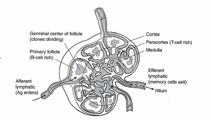 ANATOMY & PHYSIOLOGY TERMINOLOGY-HEMATOLOGY & LYMPHATIC SYSTEM