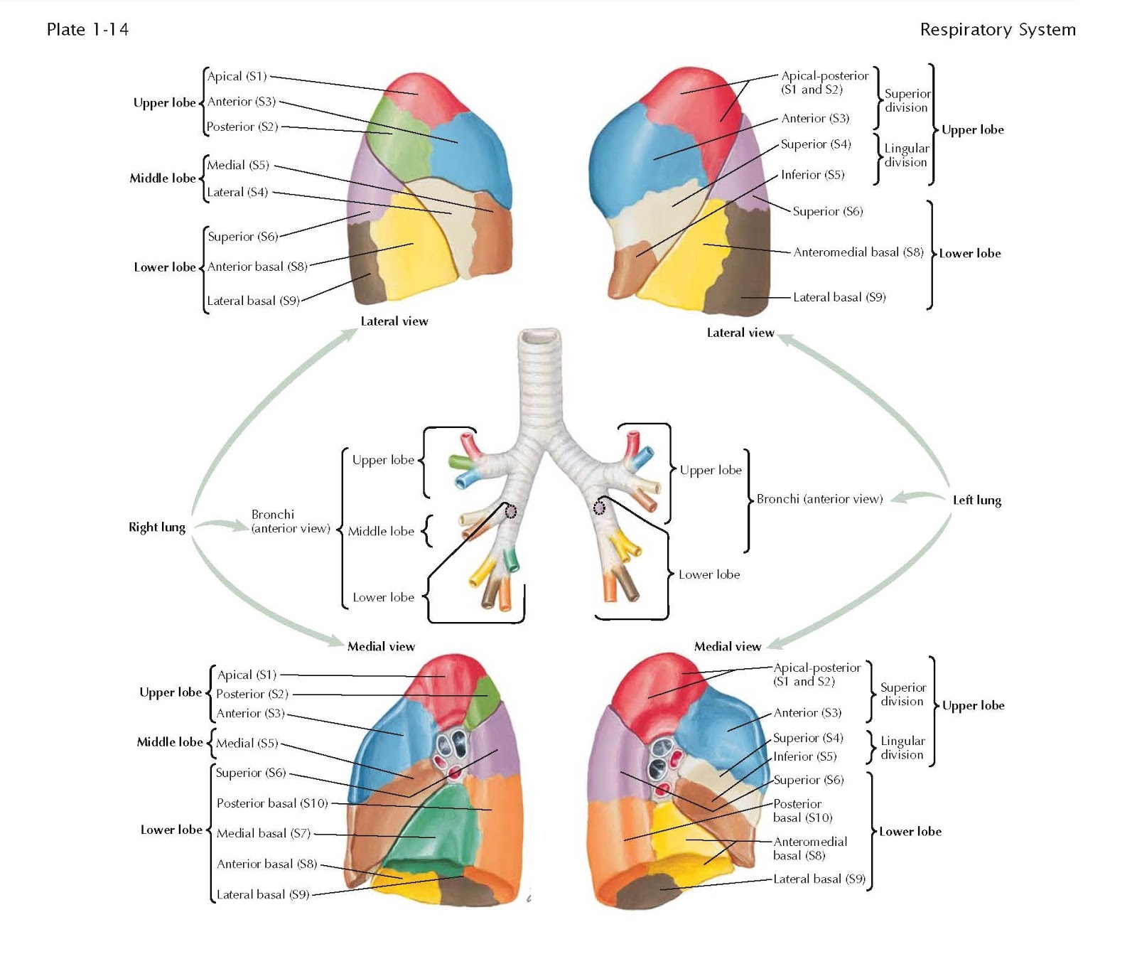Bronchopulmonary Segments - pediagenosis