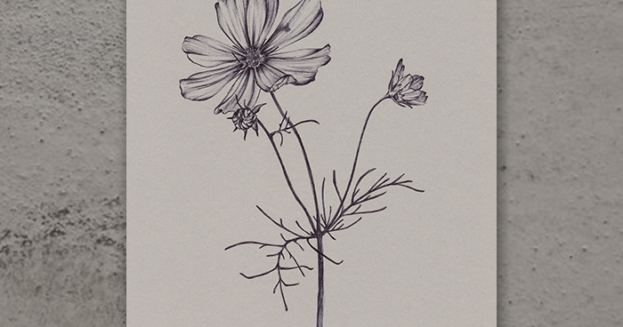 Cosmos bipinnatus on grey