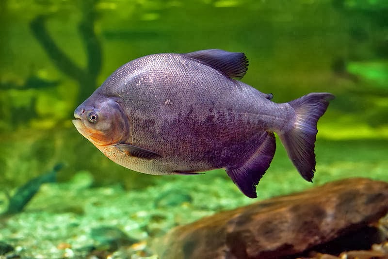 Pacu, Ikan Bergigi Manusia Penggemar Testis ~ Semua Yang Pernah Ada