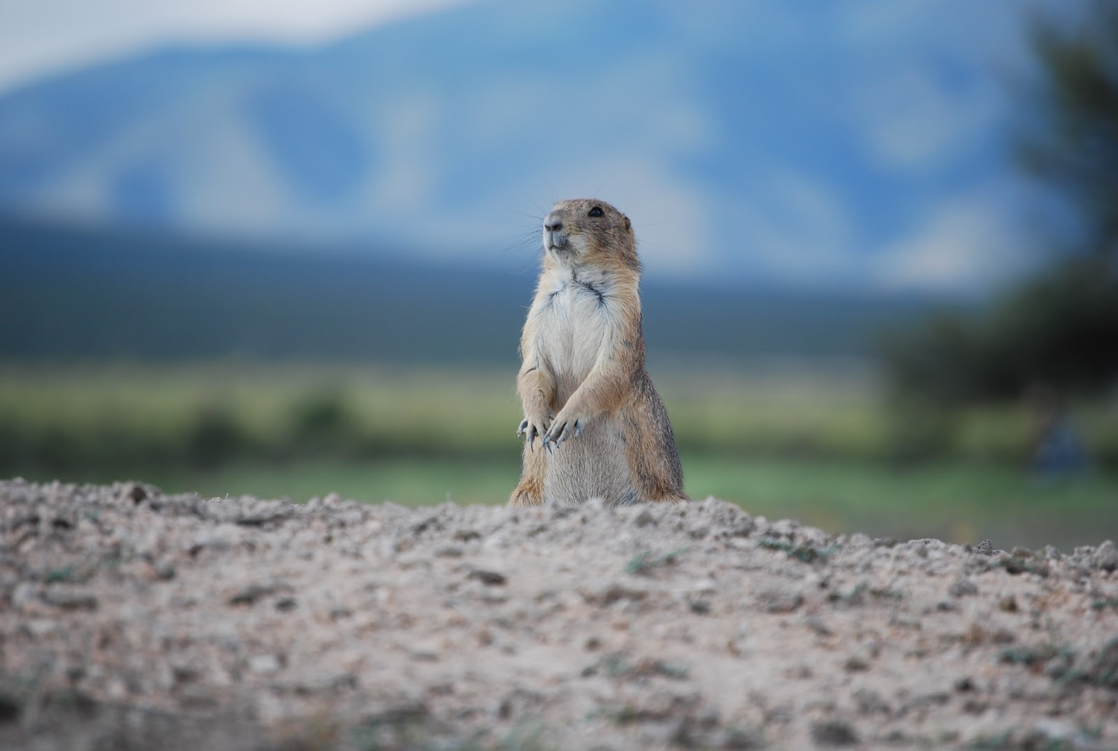 Gironins a Zacatecas: Perrito de la Pradera (Cynomys mexicanus)