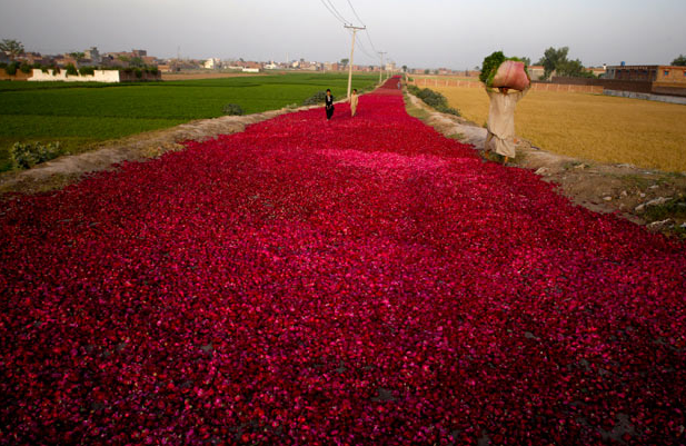 TYWKIWDBI Tai Wiki Widbee Rose Petal covered Road In Pakistan TYWKIWDBI Tai Wiki Widbee Rose Petal covered Road In Pakistan