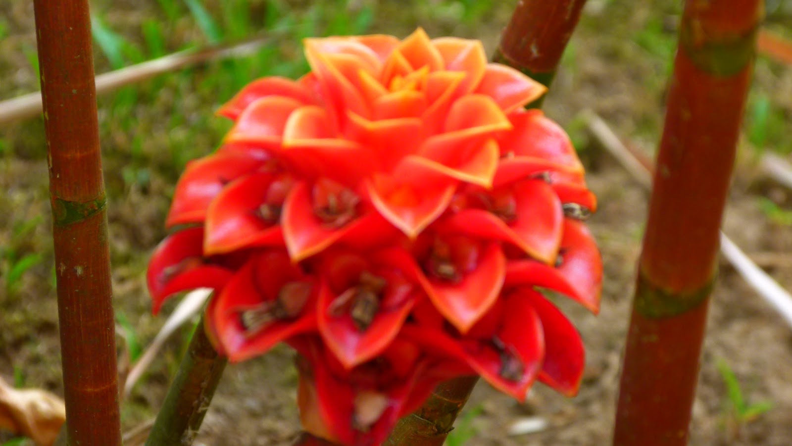 LILIW, LAGUNA - Lakwatserong Tsinelas