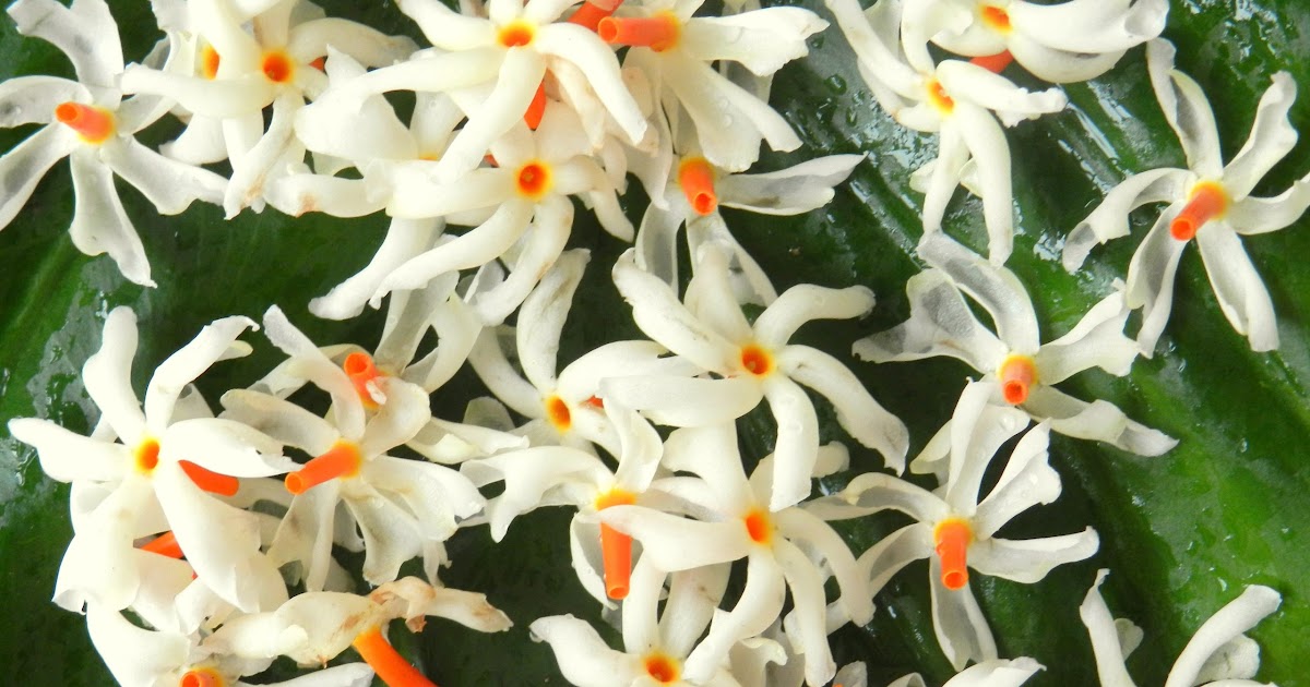 my room: Xewali / Shewali : Edible flower in Assamese cuisine (Night ...