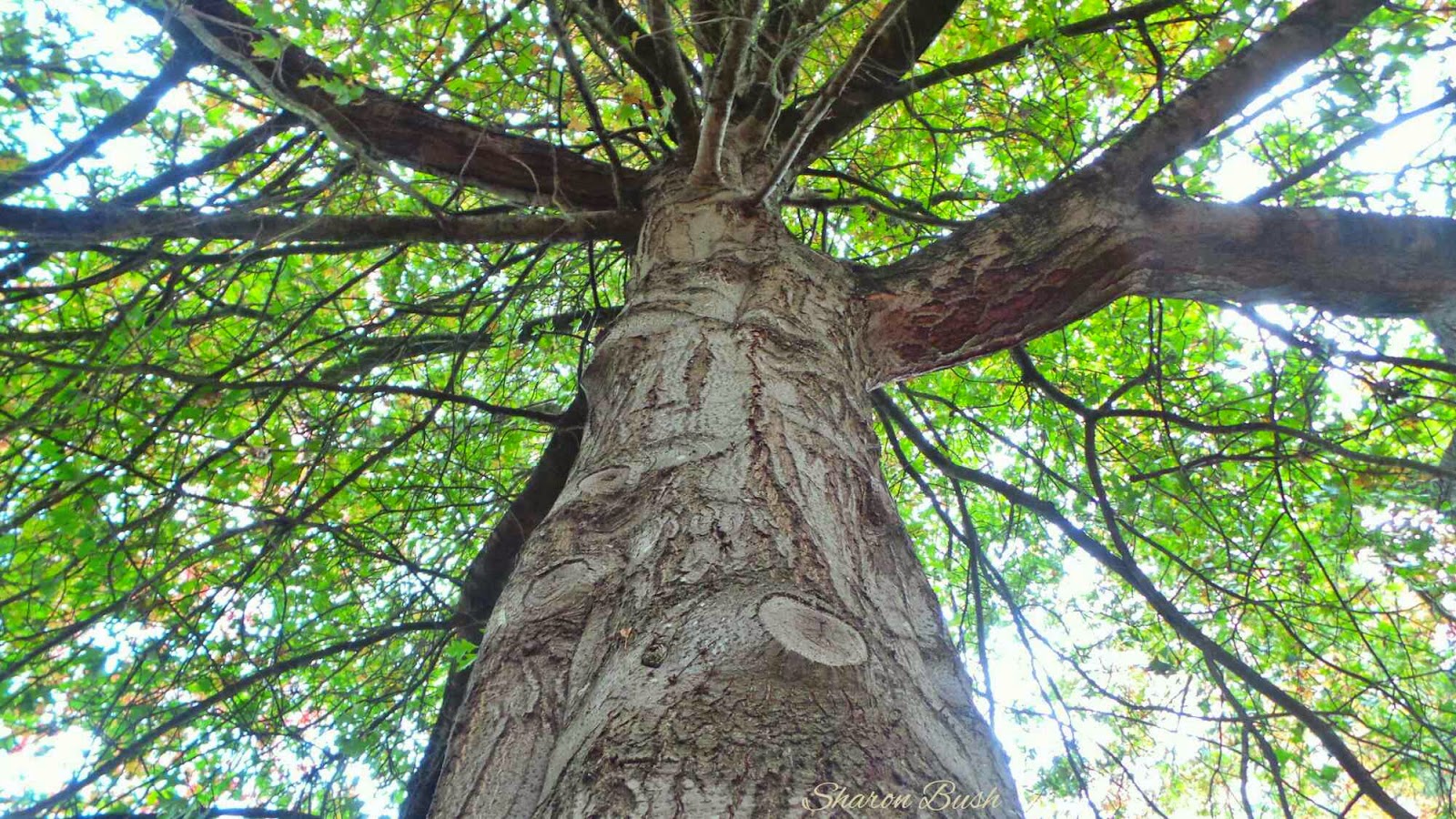 The Illuminated Life