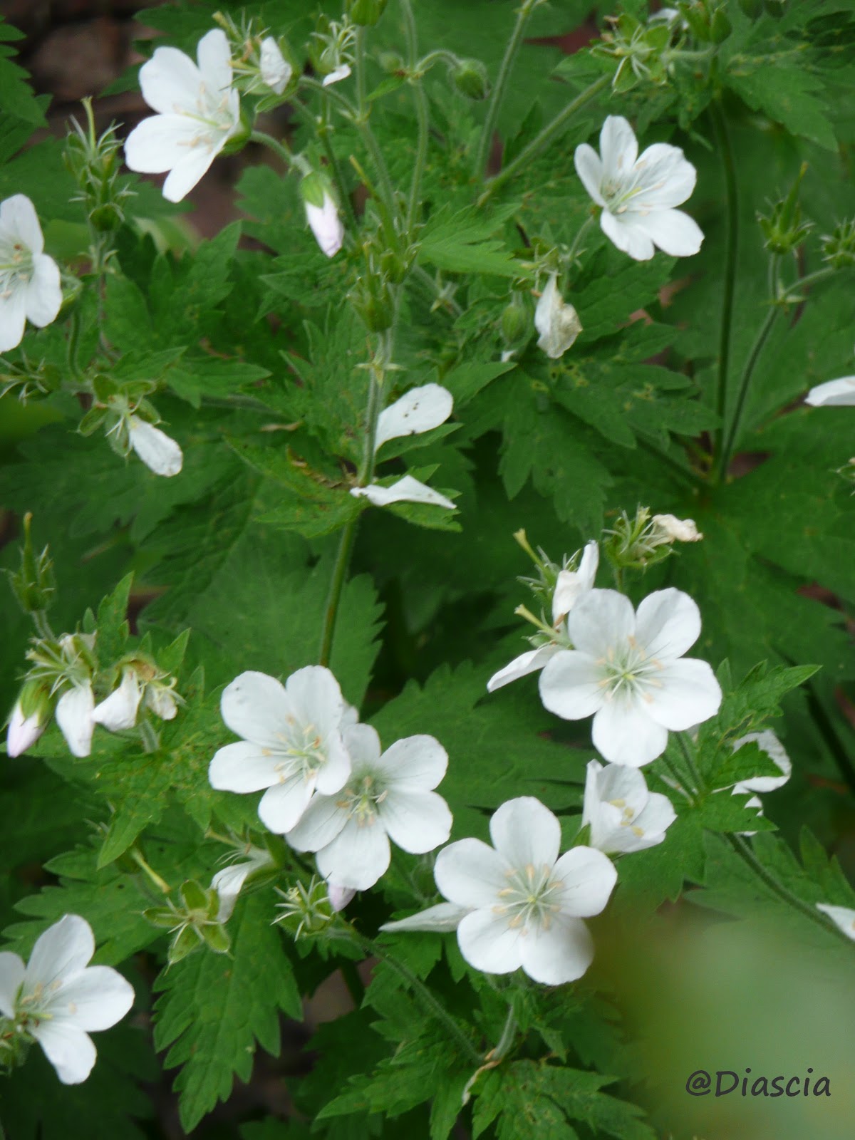 Le jardin de Diascia: GERANIUM SYLVATICUM