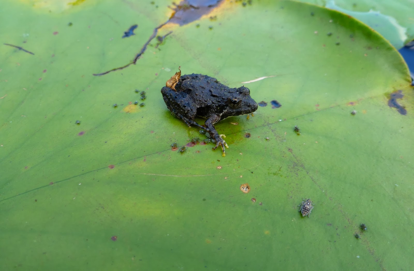 Nature of New York: Northern Cricket Frog