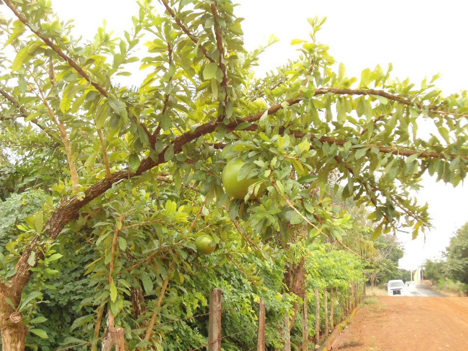 Meu Cantinho Verde: COITÉ, CUITÉ - ( Crescentia cujete )