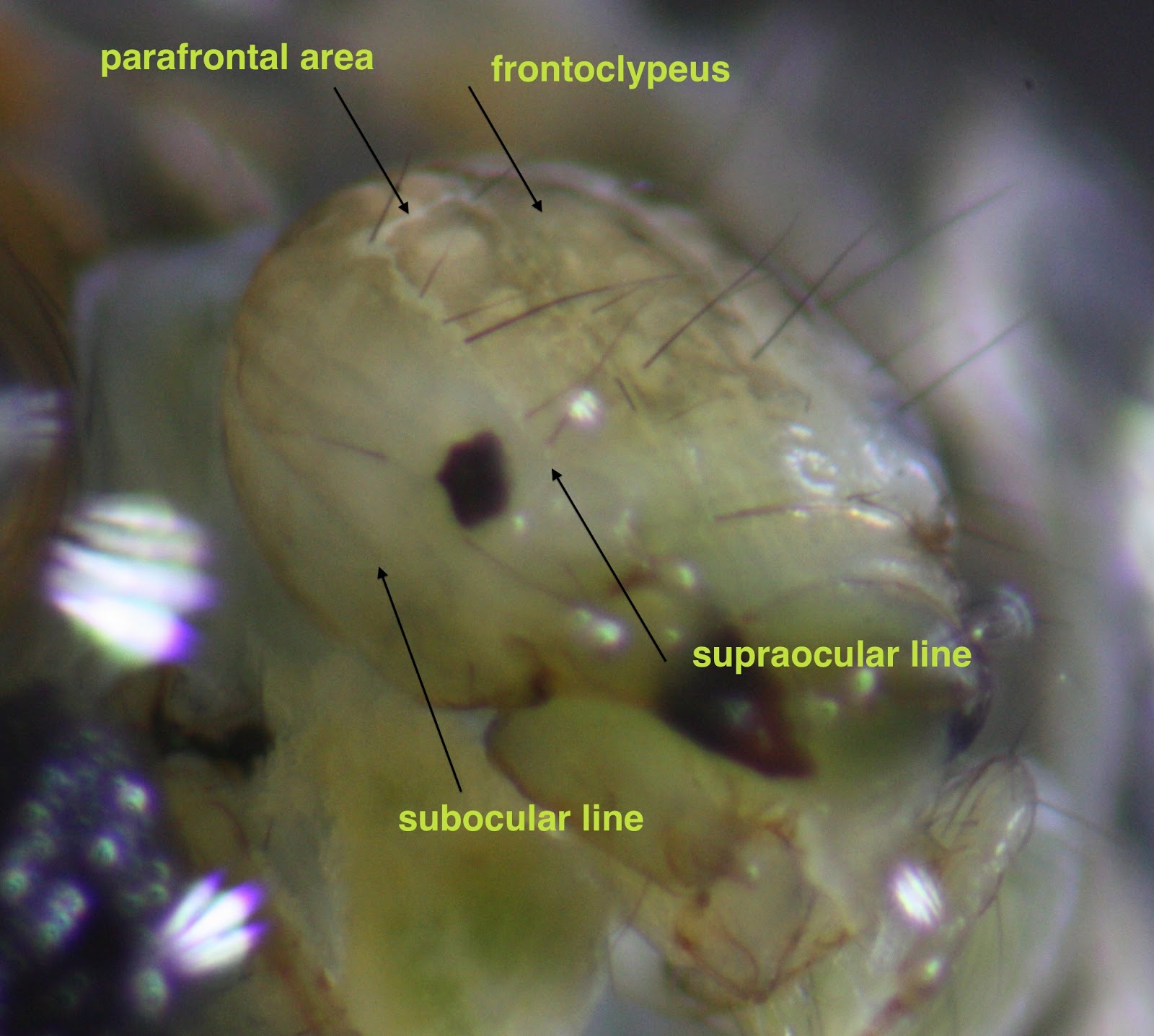 Aquatic Insects of Central Virginia: Correction: That "long-horned case ...