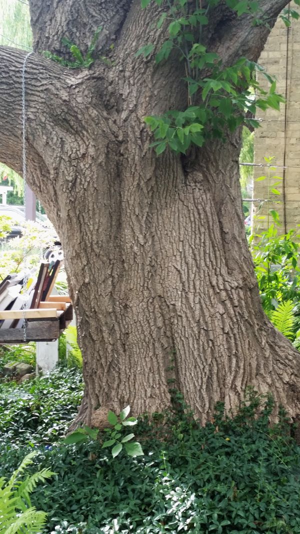 Future Plants by Randy Stewart: MAPLES - The Native Ones