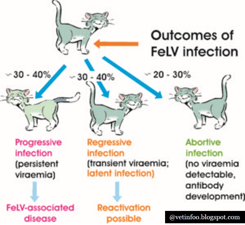 How to tell if your cat has Feline Leukemia Virus (FeLV)