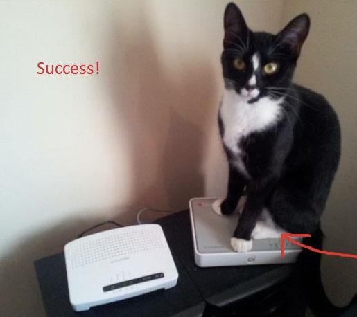 Catsparella: ISP Provides Decoy Router To Help Thwart Web Addicted Kitty