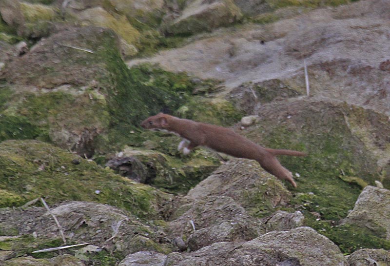 Bob the Birder: White fronted Geese and Flying Weasels