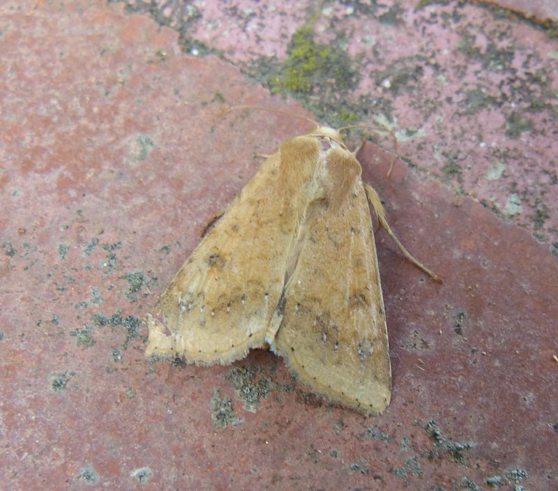 The Weekend Biologist: Some Italian Moths