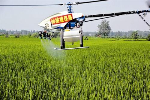 Dim Sums: Rural China Economics and Policy: Rice: Big Planthopper ...