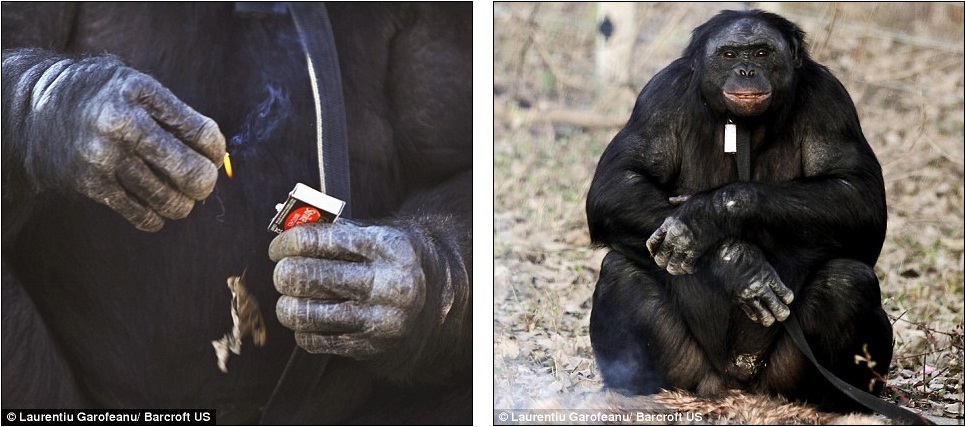 Kanzi the bonobo chimp learns to create tools by himself - repeating ...