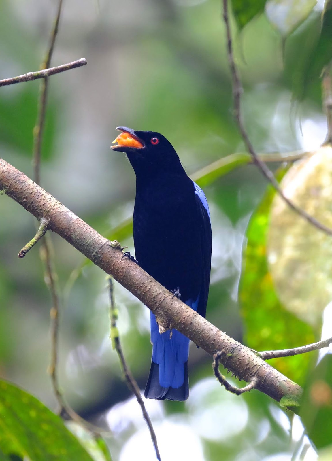 Mike is the name Birding is the game ( Birding in Malaysia - Malaysian ...