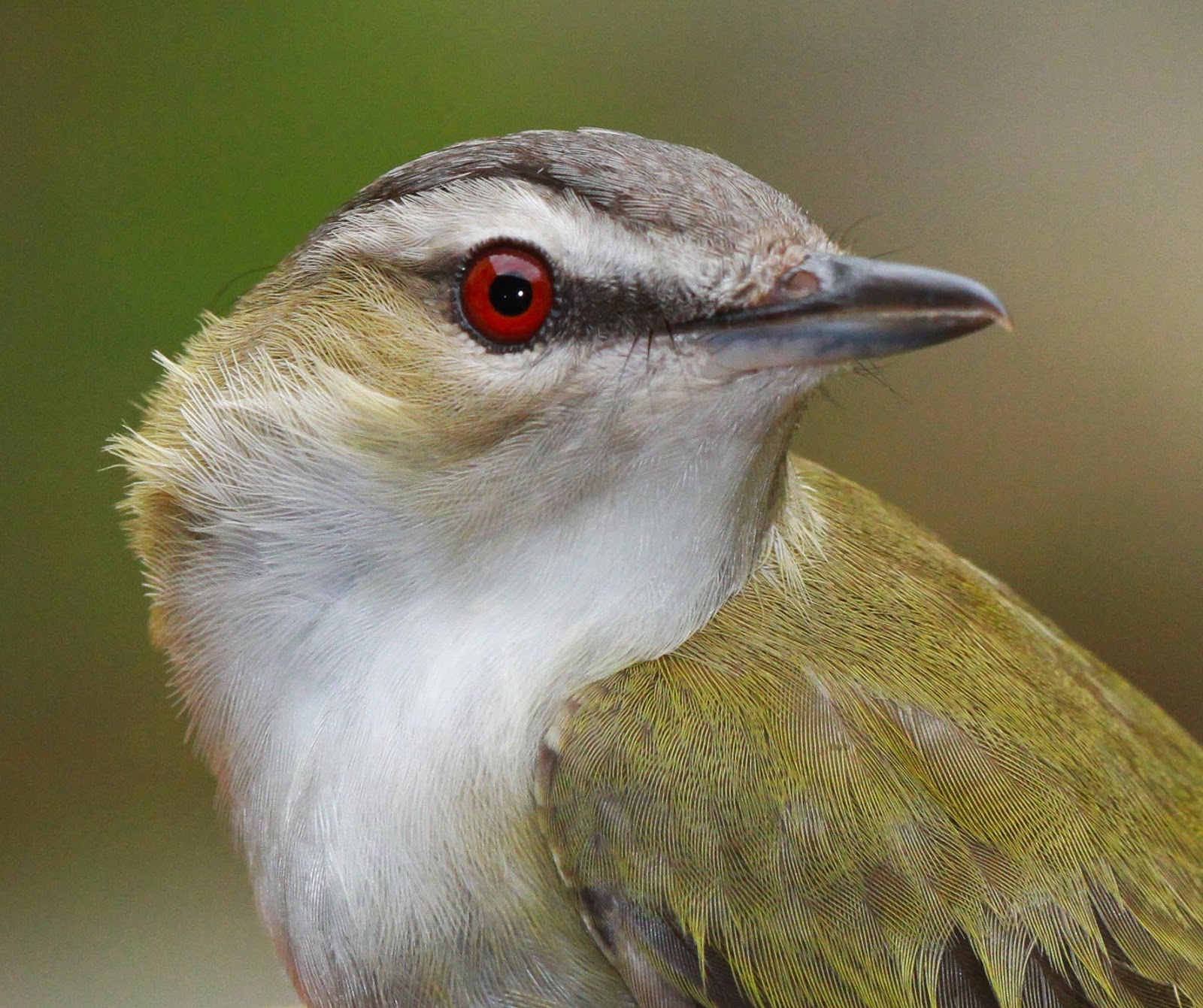 All of Nature: Spring Birds At Springbrook-Pileated to Indigo Bunting