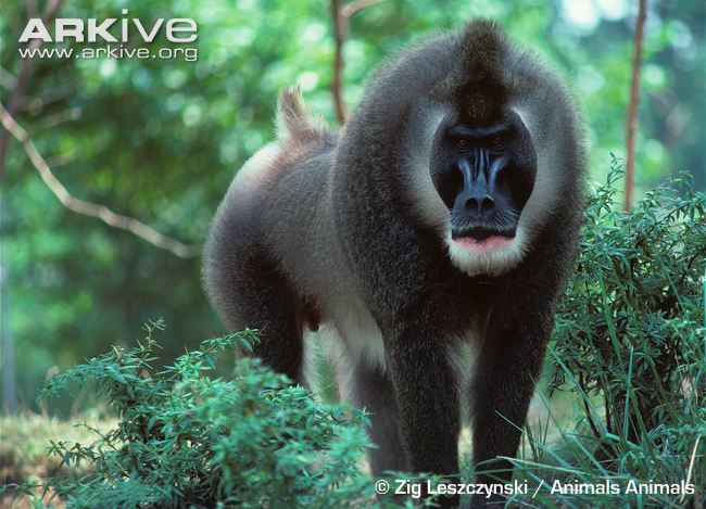 The Mermaid's Tale: The Evolution of Buttfaces Explained