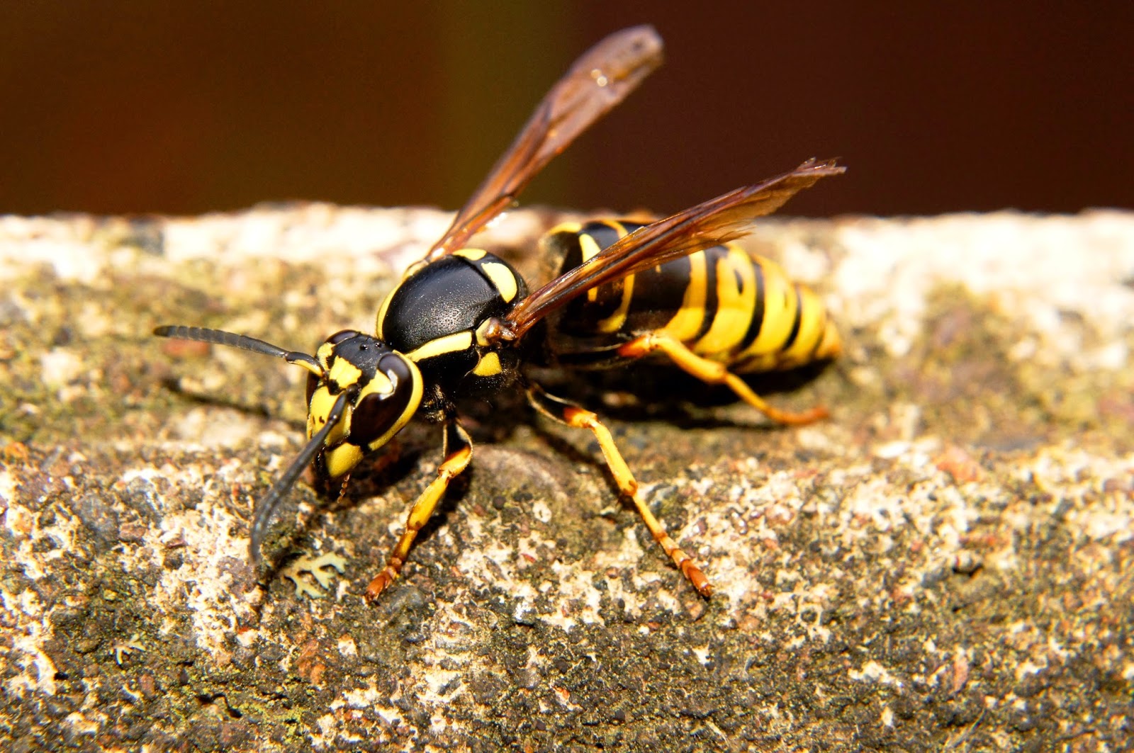 Forest Fire Photography: The lethargic hornet