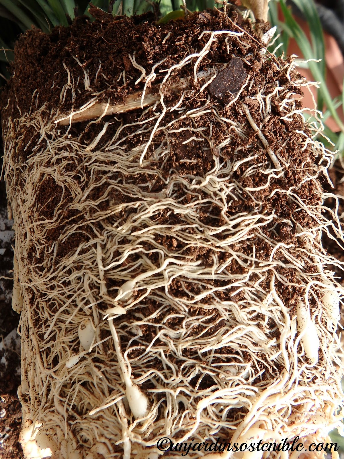 Las Técnicas de plantar (En suelo y en maceta).
