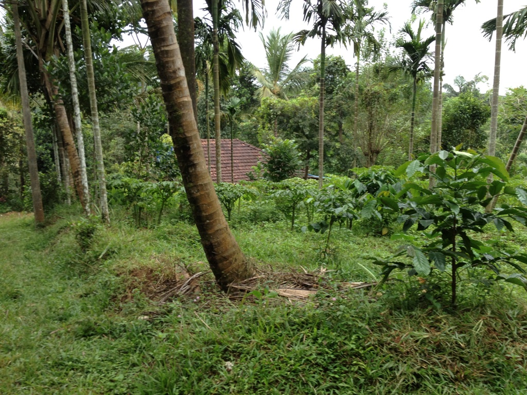 Real Est Wayanad : 1.31 acre rubber and coffee plantation with old ...