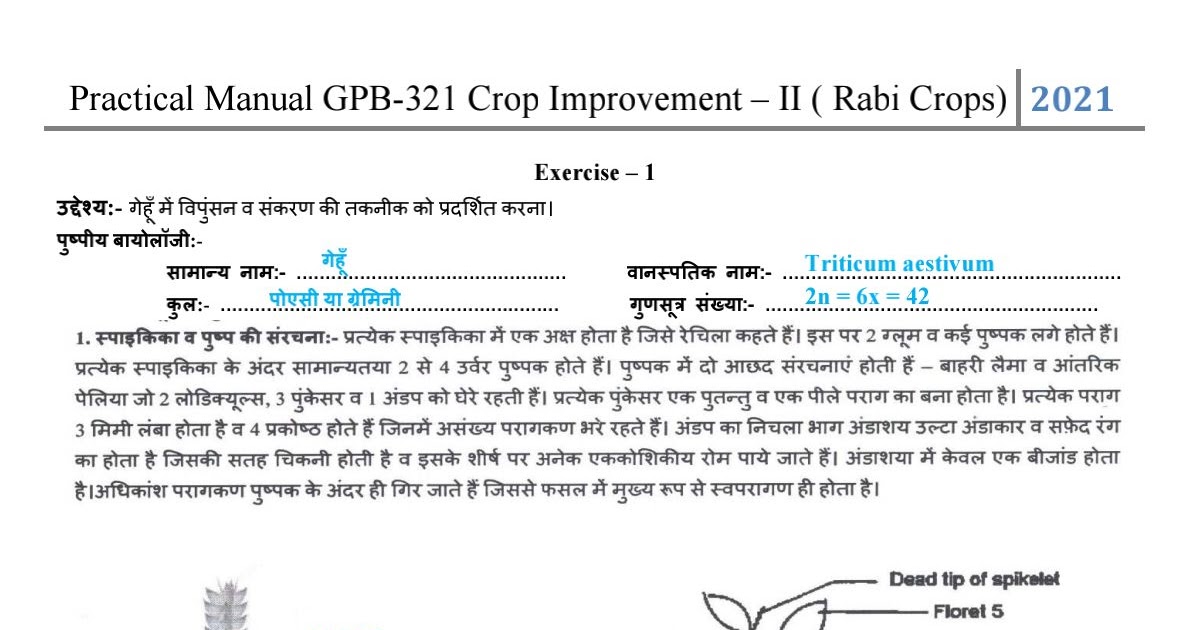 Solved Hindi Practical Manual GPB - 321 Crop Improvement - II (Rabi Crops)
