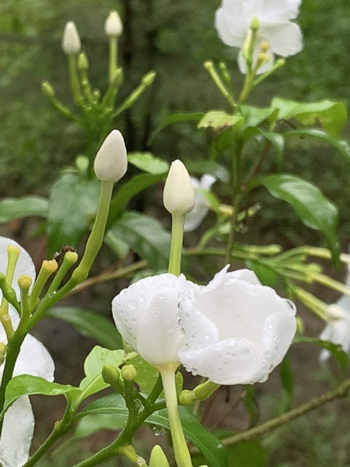 Flora fauna of Assam part 2