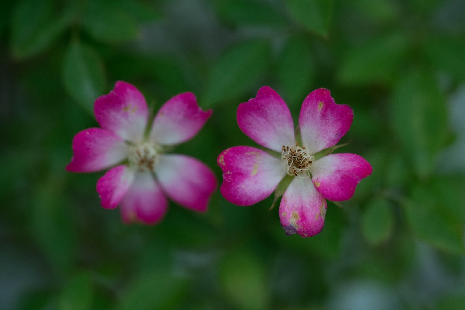 Flower Gallery: Rose Gallery - Happy Parasol バラ・ギャラリー ハッピーパラソル