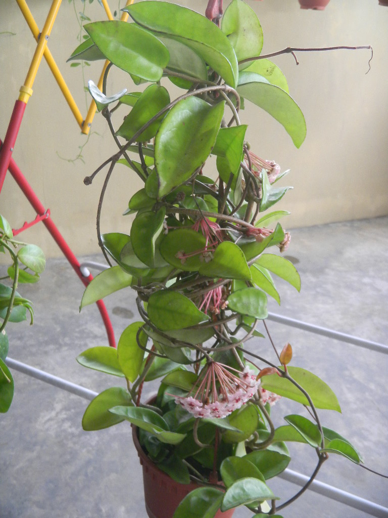 Bunga oh Bunga.....: Hoya Carnosa...
