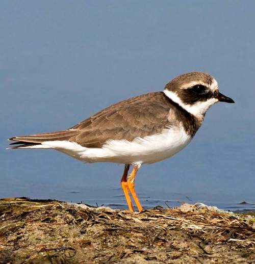 Common ringed plover images | Birds of India | Bird World